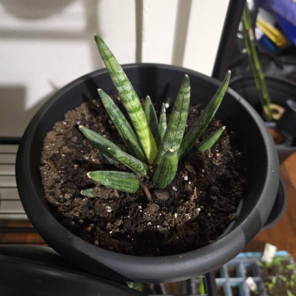 Sansevieria Hedgehog Live Plant – Unique Spiky Snake Plant – Low ...