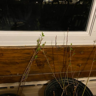 Canoe Birch Tree 3 Pack, Betula Papyrifera, Paper White Birch, White ...