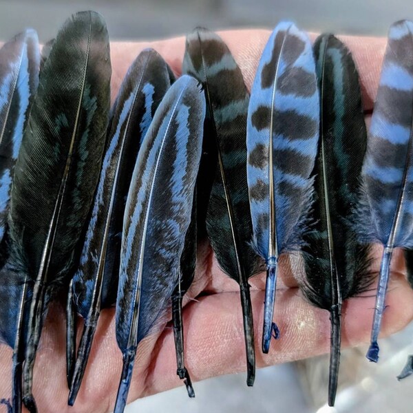 50 Bobwhite Quail Body Feathers 3/4 to 1 3/4 - Etsy