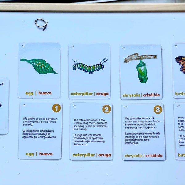 Bilingual Plant Life Cycle - Montessori SPANISH Botany Science ...