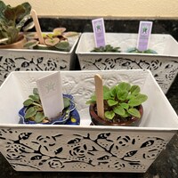 Vintage Mione Soap Tin. Mechanic, Stenographer, Merchant, for the Hands ...