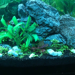 Small Leaf Seeds . Aquarium Plant | Etsy