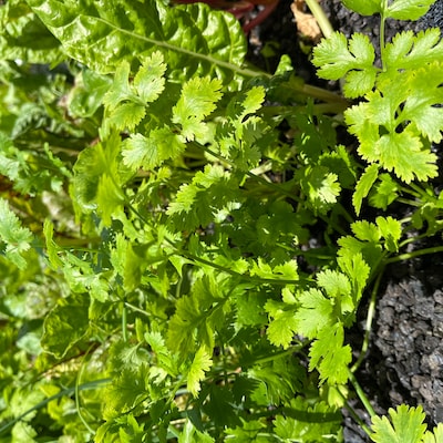 ORGANIC Slow Bolt Cilantro Seeds Non-gmo Fresh Garden - Etsy
