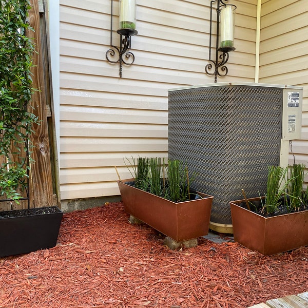 Horsetail Reed, Equisetum Hyemale, Horsetail Reed Grass, Horsetail Reed ...