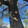 Willy the Tree Face. Funny Faces for Trees. Outdoor Sculpture, Statue ...