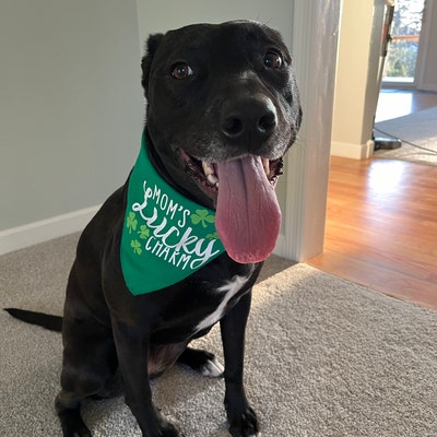 Ball-less & Flawless Dog Bandana, Funny Dog Bandana, Neuter Bandana ...