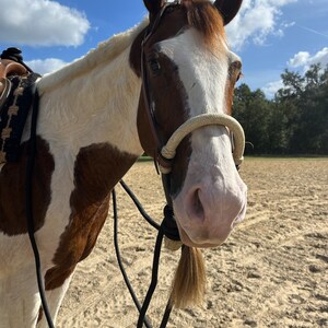 Complete Teal Bosal Bitless Bridle Set Rawhide Bisal and Teal - Etsy