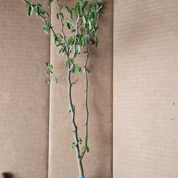 Guajillo (berlandier Acacia), Native Texas Tree Seeds and Seedlings ...