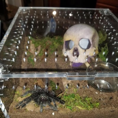Vertical Tarantula Enclosure for Tree Spiders, Adult Jumping Spiders ...