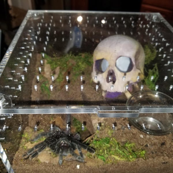 Jumping Spider Enclosure. Small Cauldron Acrylic Glass Enclosure for ...