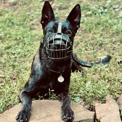 Custom Powder Coated Metal Wire Basket Dog Muzzle - Etsy