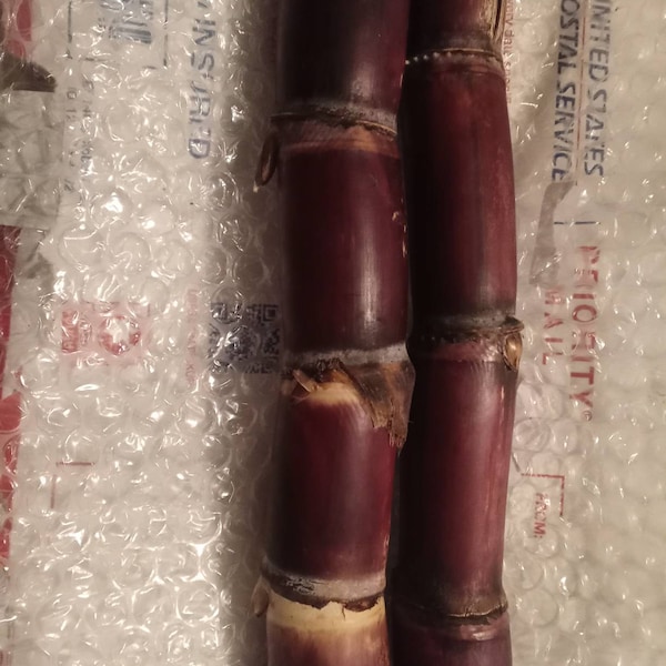 2 LIVE Colocasia Esculenta Root Bulbs for Planting, Elephant Ear, Taro ...