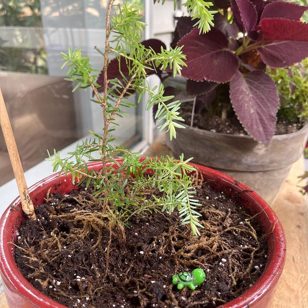 Red Alder Alnus Rubra 1-2 Year Sapling Organically Grown 8-12 " Root to ...