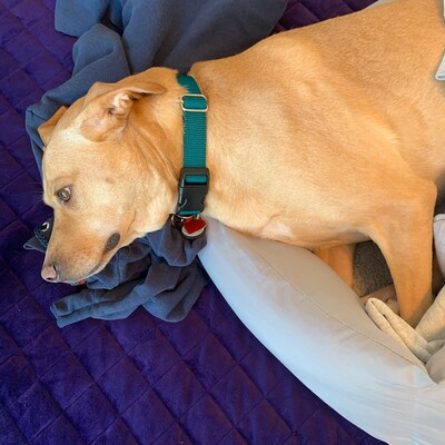 Solid Color BREAKAWAY Safety Dog Goat Pig Sheep Collar Many - Etsy