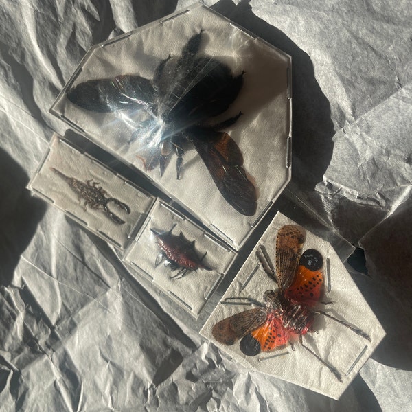 Assorted Bugs Insects Specimen Wholesale Mix Lot Bulk - Etsy UK