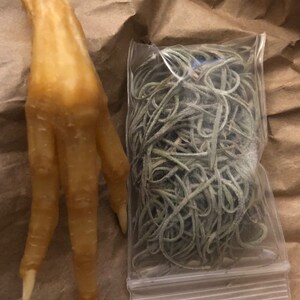 Natal Plum, Large Num Num Plant Cutting Organic Fruit Carissa ...