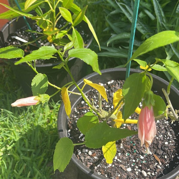 FIREBUSH Firefly Dwarf Scarlet Red Shrub Live Plant Orange Yellow ...