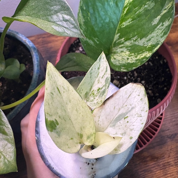 Snow Queen Pothos Single Starter Plant in a 1.5" Pot - Epipremnum ...