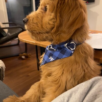 Spiderman Dog and Cat Bandana With Optional Personalization, Matching ...