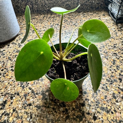 Sempervivum Cobweb hens and Chicks LIVE Succulent Plant 6 Inch Pot - Etsy