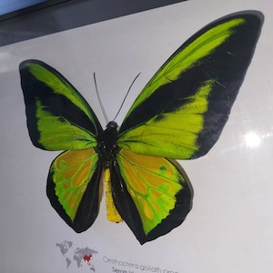 Archaeoprepona Demophon One-spotted Prepona Demophon - Etsy