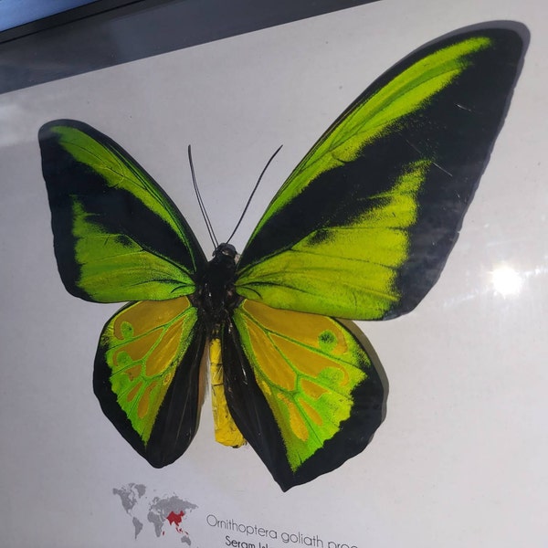 Ornithoptera Goliath Procus, Goliath Birdwing, Green Birdwing ...