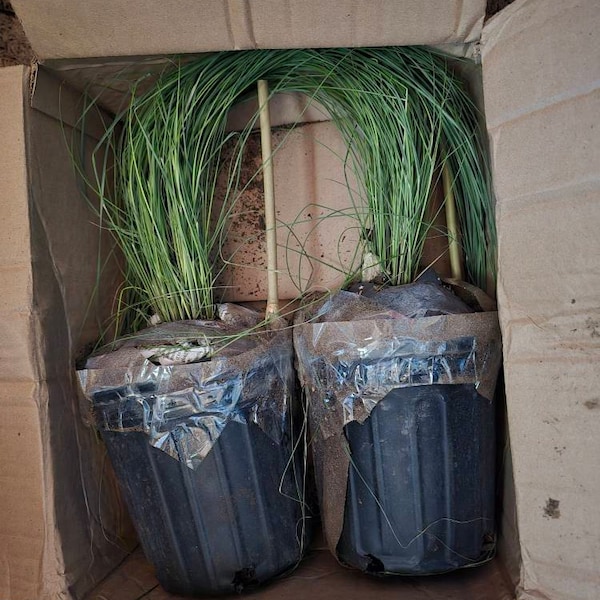 Pink Gulf Muhly Grass 1 Gallon Live Plant Etsy