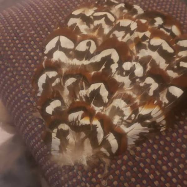 PHEASANT Feather PADS in Many Various Styles/colors for Hats Millinery ...