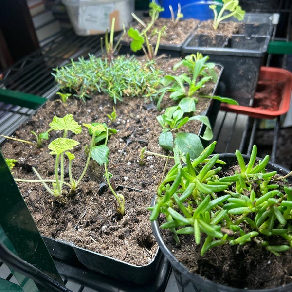 Mini Mighty Mouse Perennial Hosta. Super Cute. Starter Perennial Loves ...