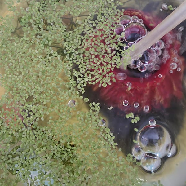 Floating Water Spangles, Common Salvinia, Salvinia Rotundifolia Minima ...