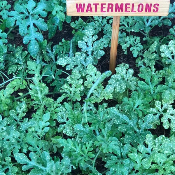 WATERMELONS Garden Sign, Cedar Wood: Hand Routed Sign, Plant Marker ...