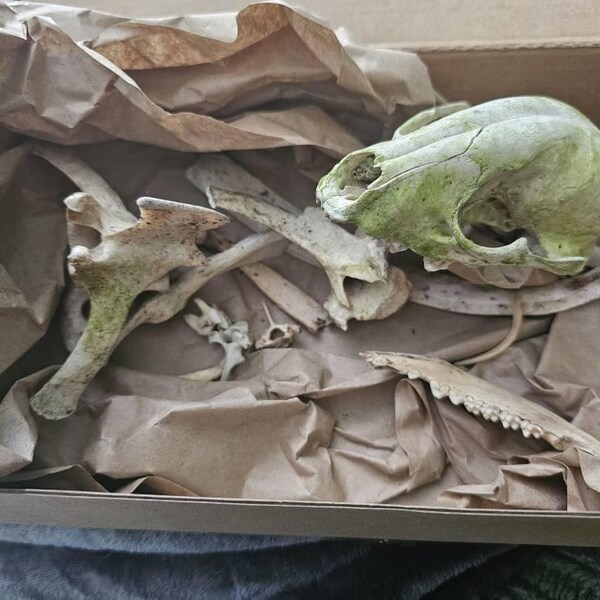 Small Bone Mystery Box - 10 Naturally Cleaned Pieces - Etsy