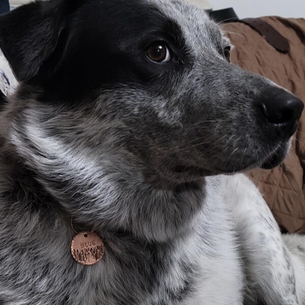 Pet ID Tag - Ocean Dog Tag - Monstera - Dog Collar Tag - Pet Name Tag ...