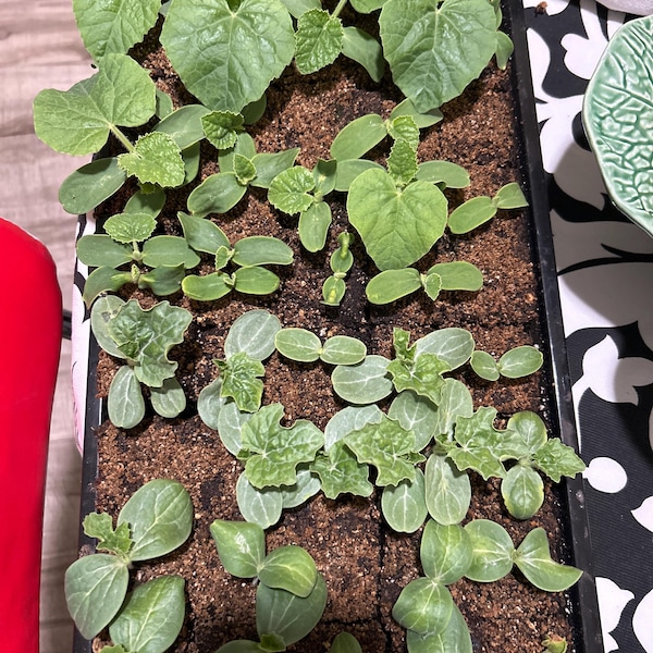 Fortnight Lily, Dietes Grandiflora, 10 Seeds, African Lily, Drought ...