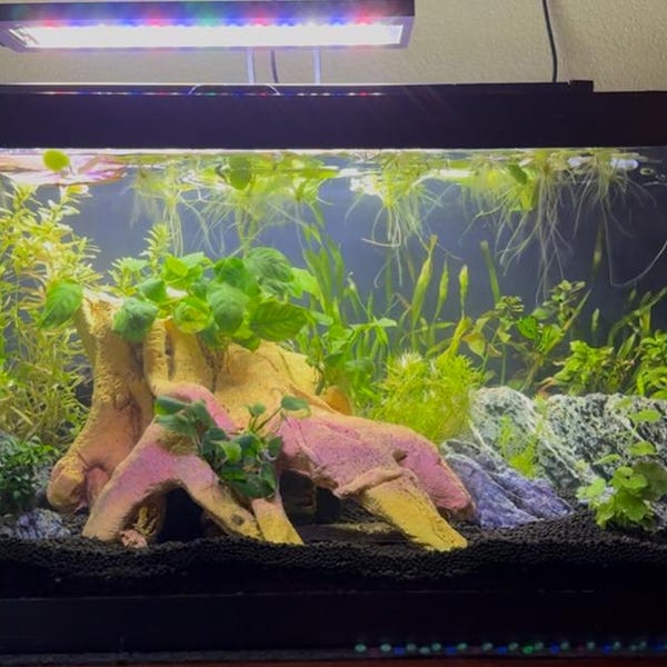 1 Bucephalandra Micro! Live Aquarium Plants! Free S/h Live Aquatic ...