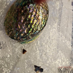 RARE LARGE 10-12cm Natural Craft Conch Shell, Corn Conch Sea Shell ...