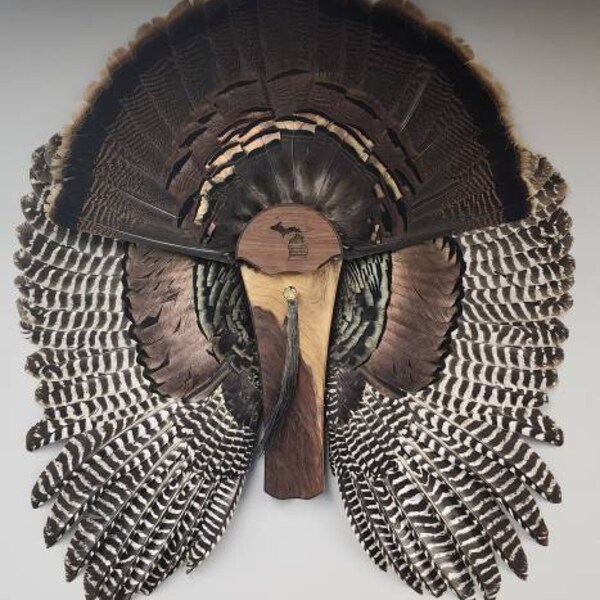 Turkey Tail/wing Mount. - Etsy