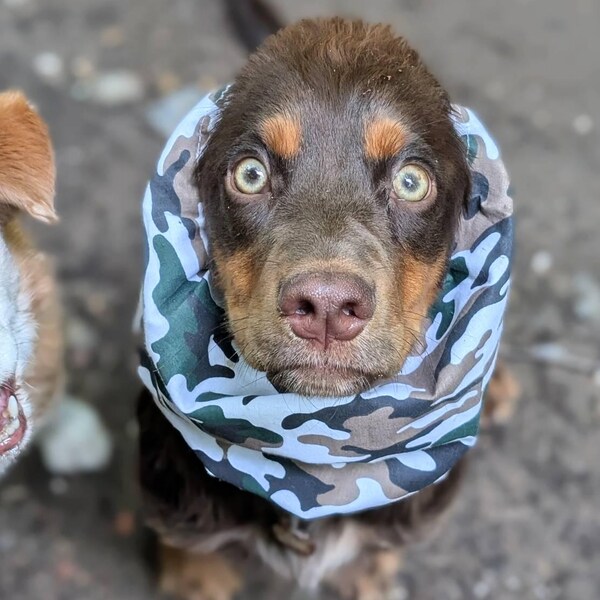 Waterproof Dog Snood | Cocker Spaniel Snood | Basset Hound Snood ...