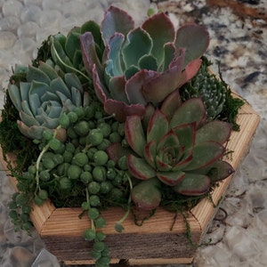 Music Note Succulent Vertical Garden / Living Hanging Wall - Etsy