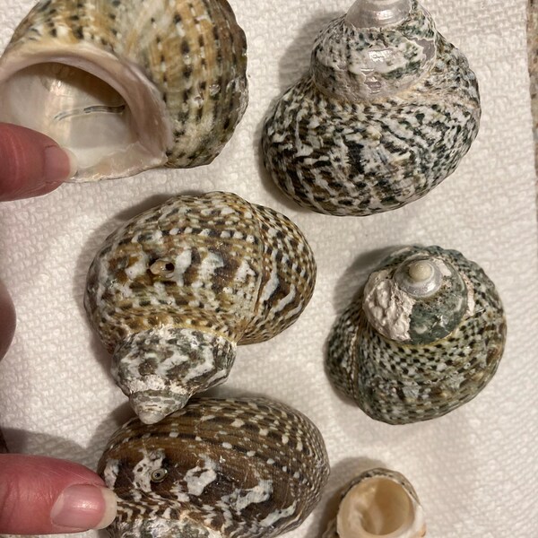 Nessastores Green Abalone Sea Shell One Side Polished Beach Craft 6 7 1 ...