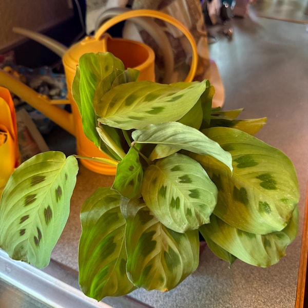 Maranta in a 4" Pot, Prayer Plant Maranta Leuconeura Green Plant | 2 ...