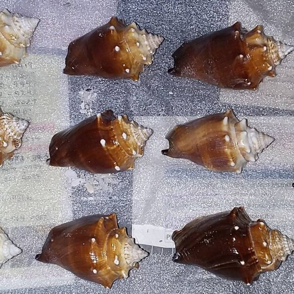 Natural Florida Apple Murex Shell 1 EA, Craft Shells, Real Seashells ...