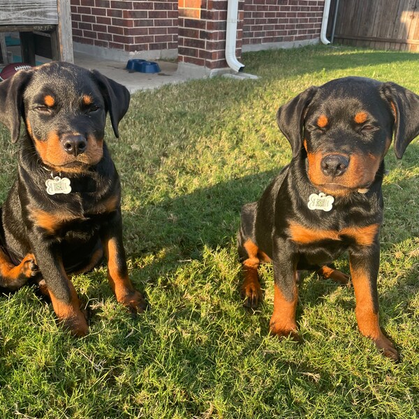 Silent Cat Id Tag QR Code, Personalized QR Code Cat Kitten Id Tag ...