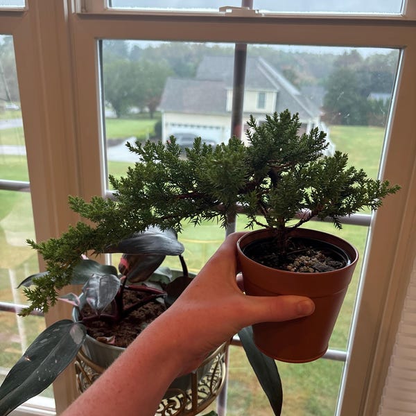 Ceramic Humidity / Drip Tray for Bonsai Pot 8 Inch Tray - Etsy