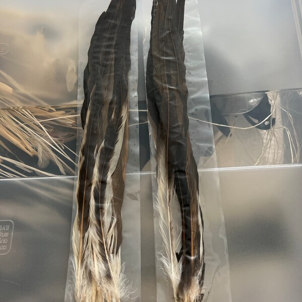 USA SELLER, 10 Pieces - 16-18" Natural Black Half Bronze Coque Tail ...