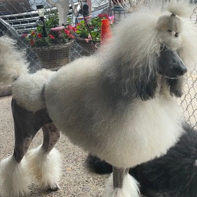 Queen Isabelle Spoiled Poodle Art , Dog Art - Etsy