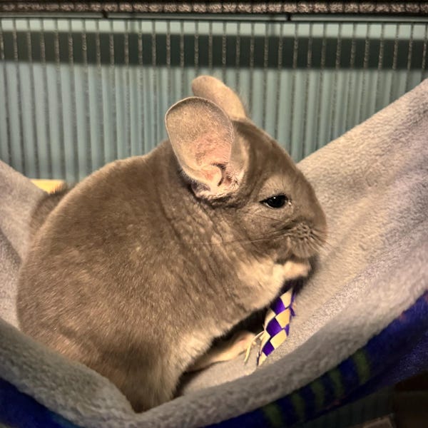 Petal Piñata – Chinchilla / Rat / Degu / Rabbit / Guinea Pig / Hamster ...