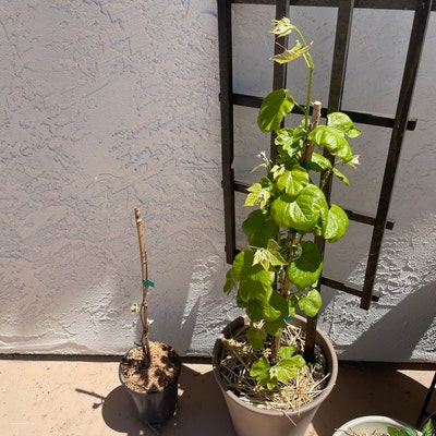 Mulberry contorted Mulberry - Etsy