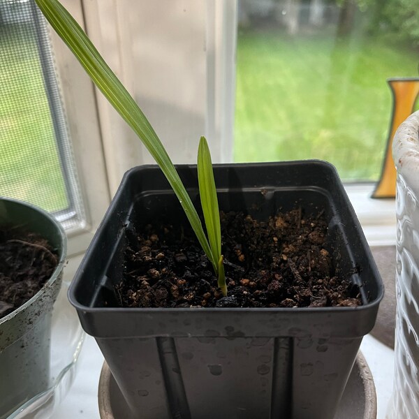 Yucca Thompsoniana 'oregon' (thompson Yucca) COLD HARDY Zone 5! Live ...