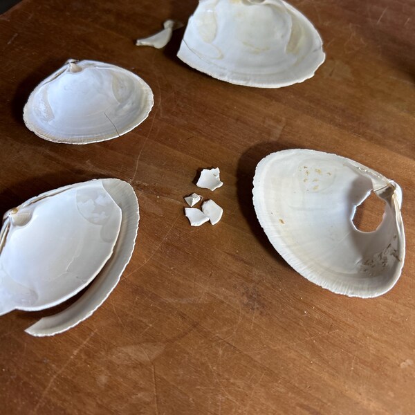 Med to Large Quahog Clam Shells- 10. (wampum Shells) - Etsy